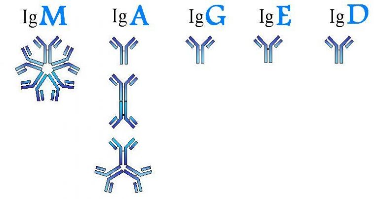 Memorizing Immunoglobulins " Types of antibodies " - Phartoonz