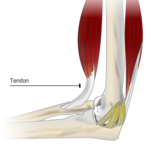 Anatomy Tips for PEBC EE - Phartoonz