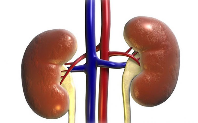 Functions of the Kidney - Mnemonics - Phartoonz